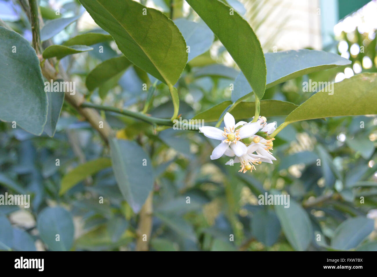 Key lime blossom hi-res stock photography and images - Alamy
