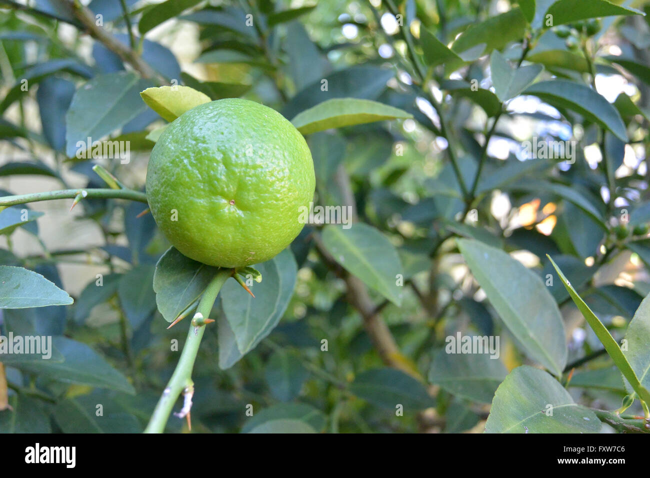 Key Lime fruit Stock Photo - Alamy