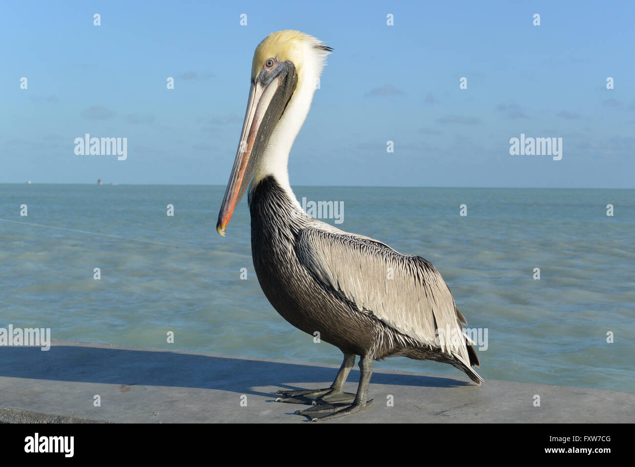 Pelican key west hi-res stock photography and images - Alamy