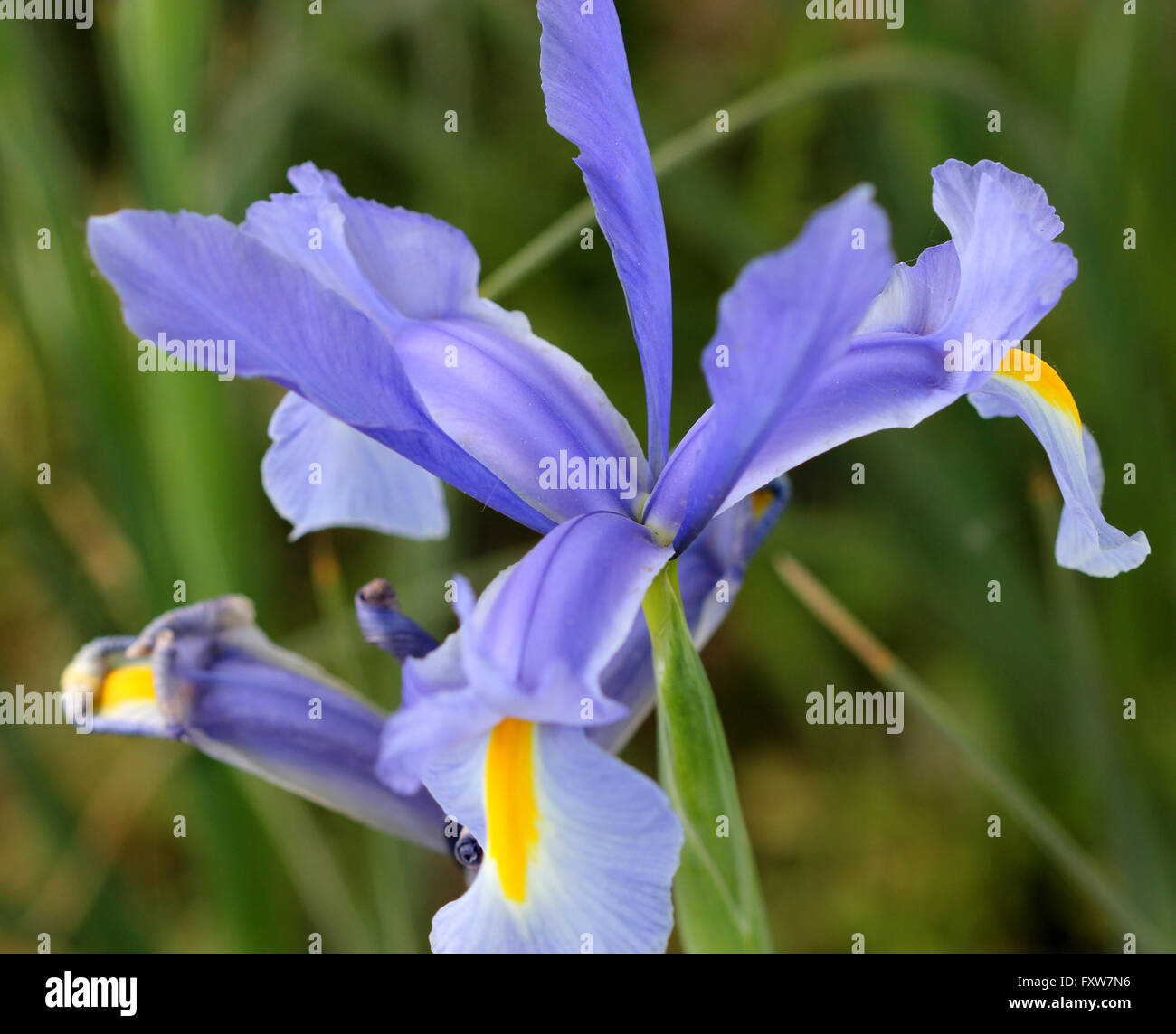 Iris spuria, Blue Iris, Spurious Iris, Bastard Iris, rhizomatous tall perennial herb with linear ...
