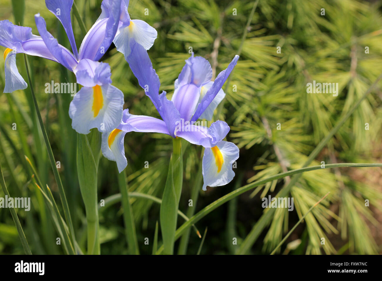 Iris spuria, Blue Iris, Spurious Iris, Bastard Iris, rhizomatous tall perennial herb with linear ...