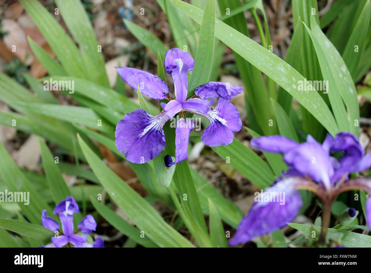 Iris tectorum, Roof Iris, Wall Iris, perennial rhizomatous herb with sword shaped leaves and ...