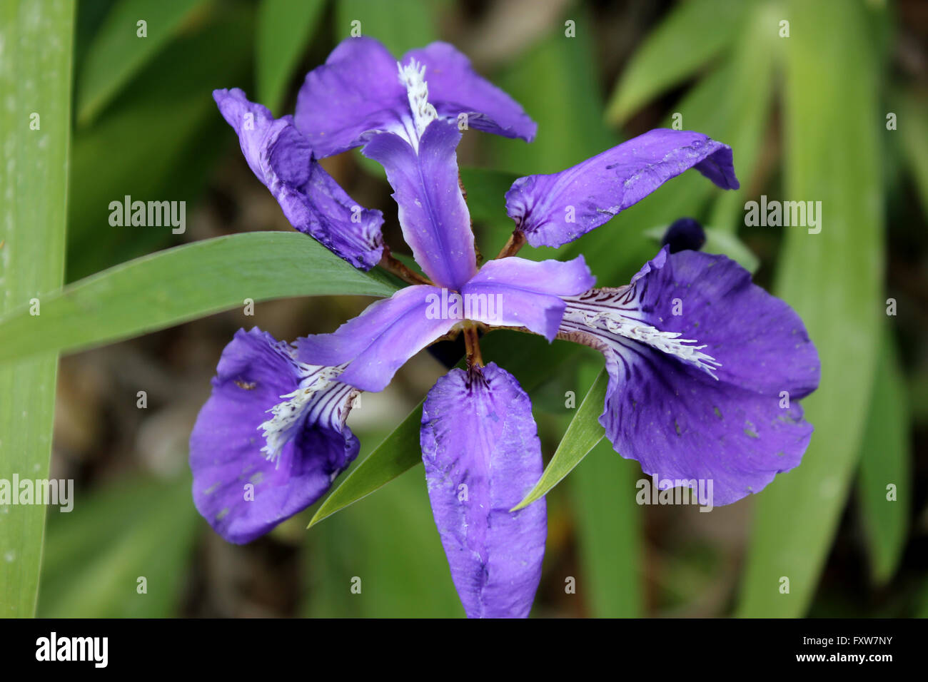 Iris tectorum, Roof Iris, Wall Iris, perennial rhizomatous herb with ...