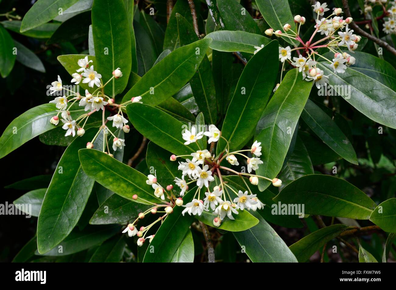 Cinnamon Tree Flower