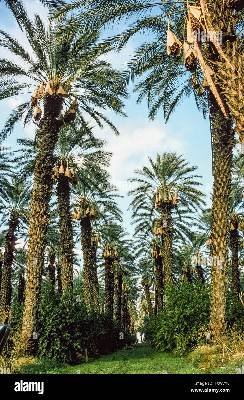 Ripe dates ready for harvest are protected from hungry birds with paper ...