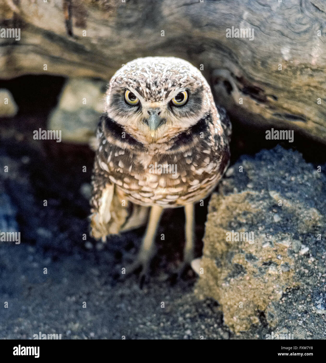 Ground living owl hi-res stock photography and images - Alamy