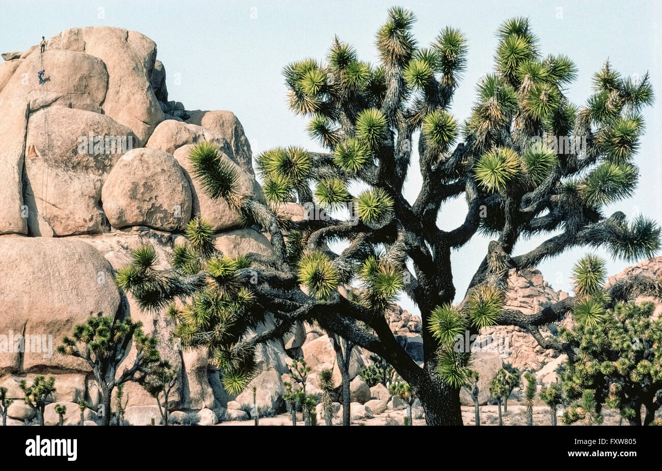 Joshua trees surround the huge granite boulders that challenge rock ...