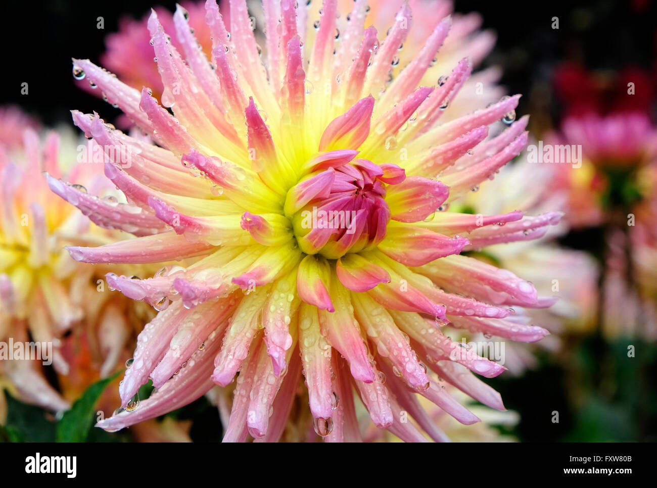 cactus dahlia in english garden Stock Photo - Alamy
