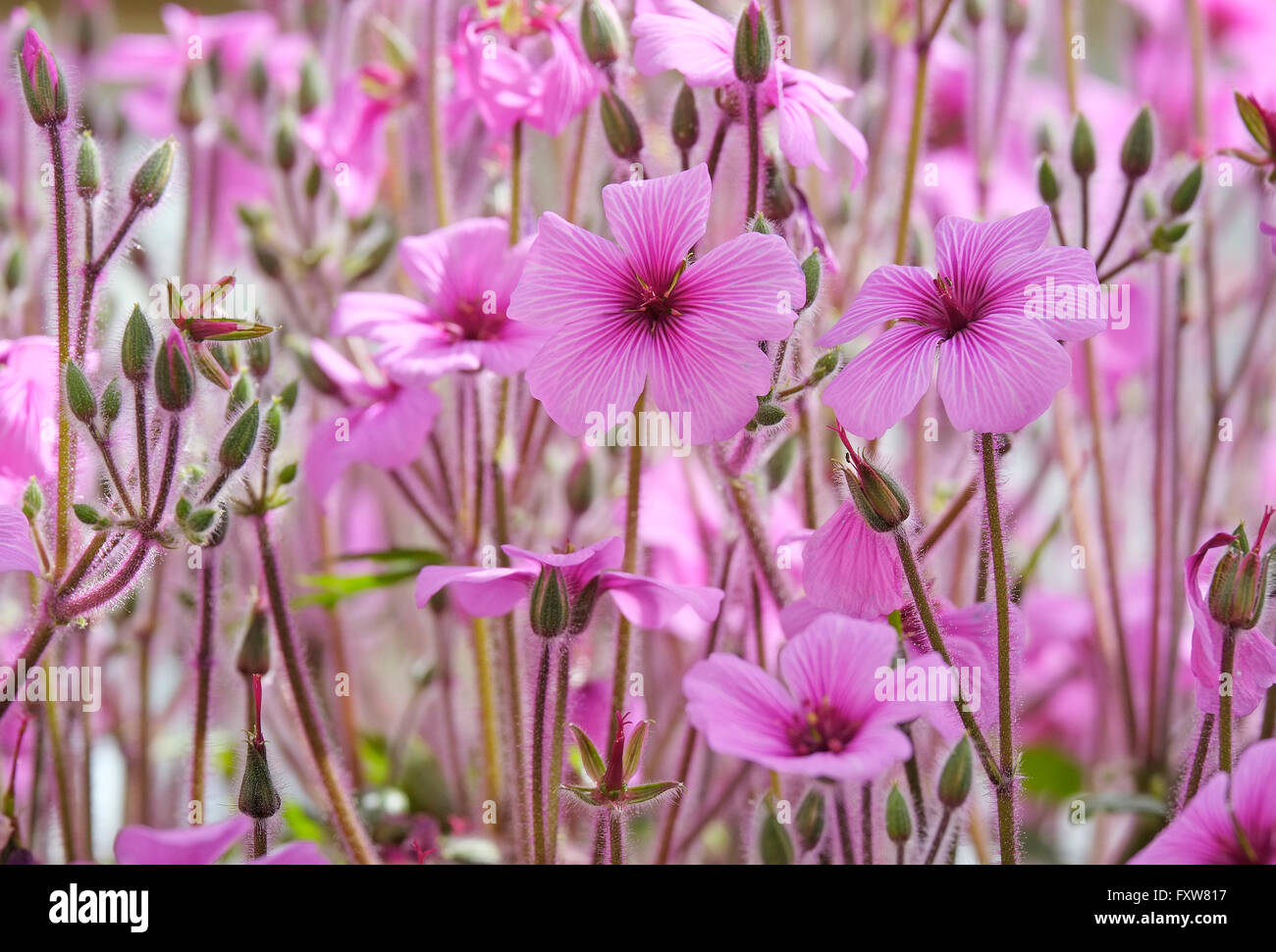 Giant geranium hi-res stock photography and images - Alamy