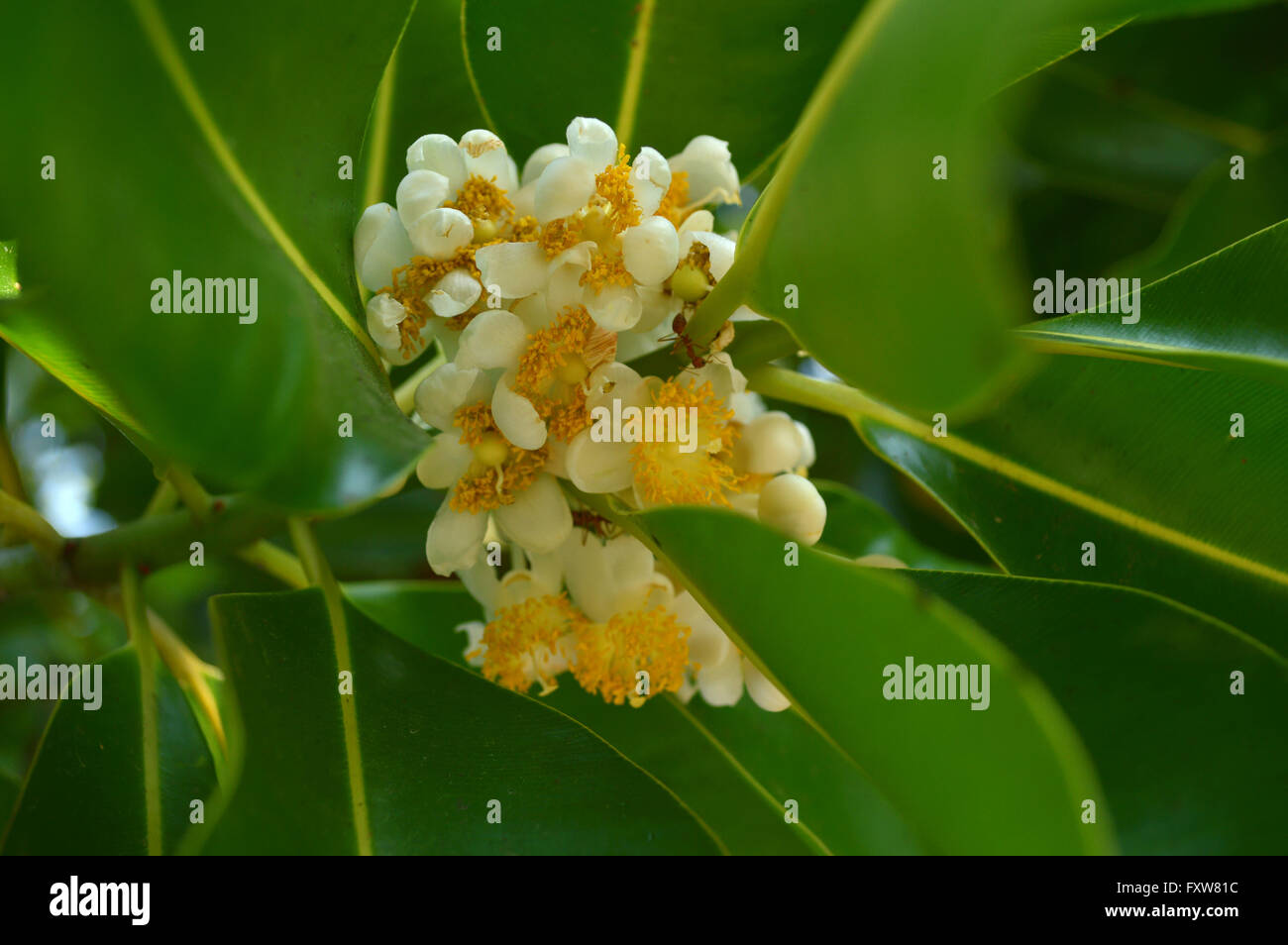 Alexandrian laurel flower calophyllum inophyllum hi-res stock ...