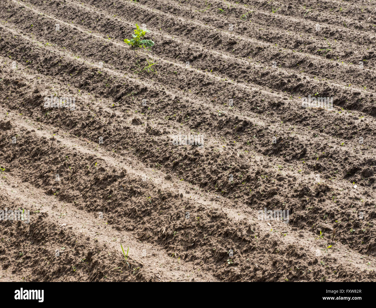 Ploughed potato field hi-res stock photography and images - Alamy