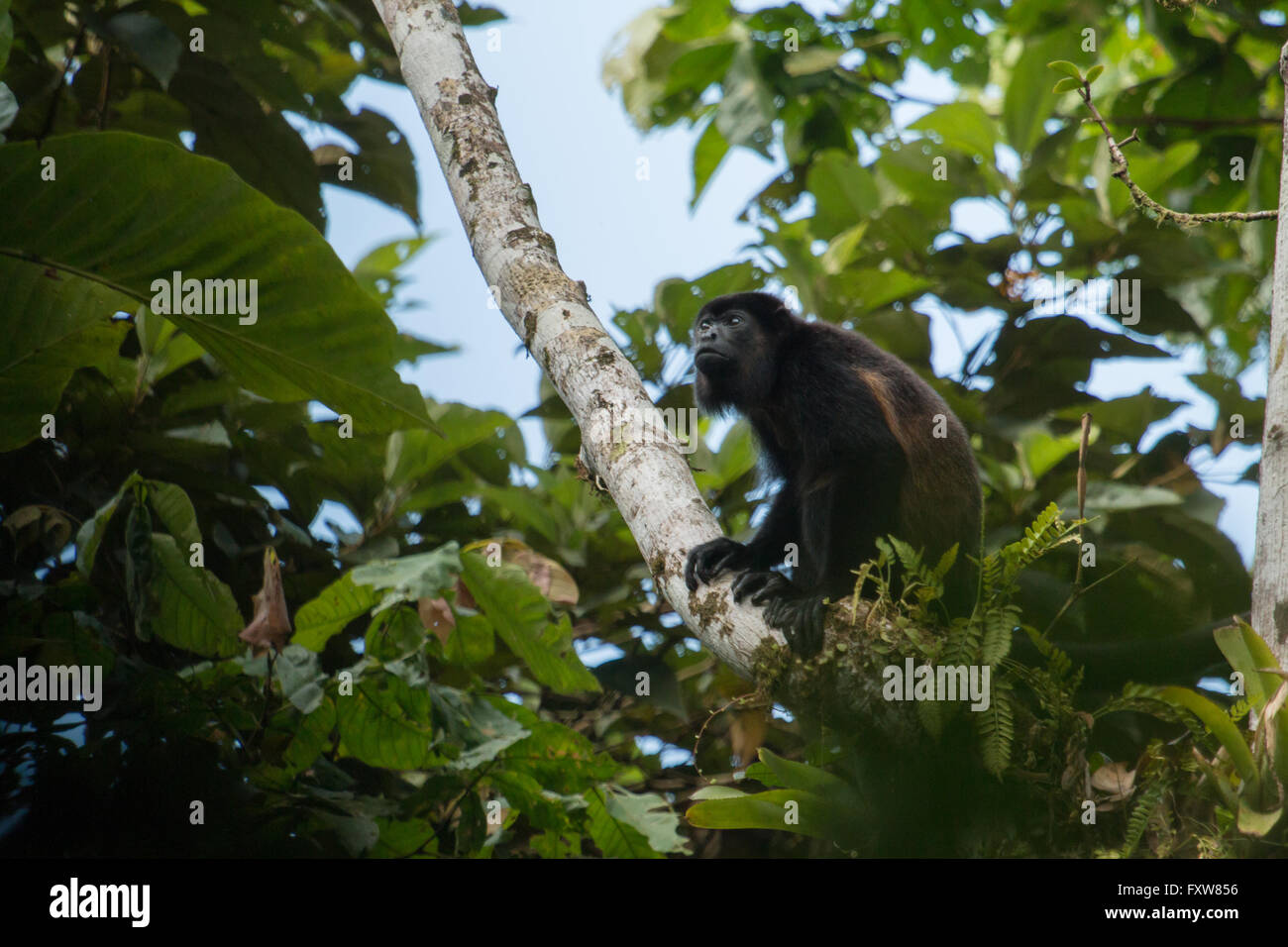 Male howler monkey Stock Photo - Alamy
