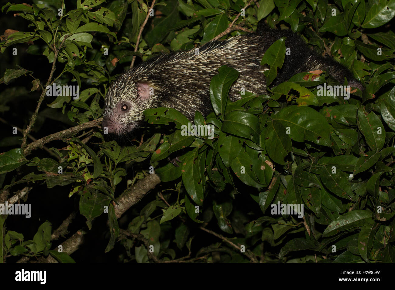 Mexican hairy porcupine climbing in a tree - Sphiggurus mexicanus Stock ...