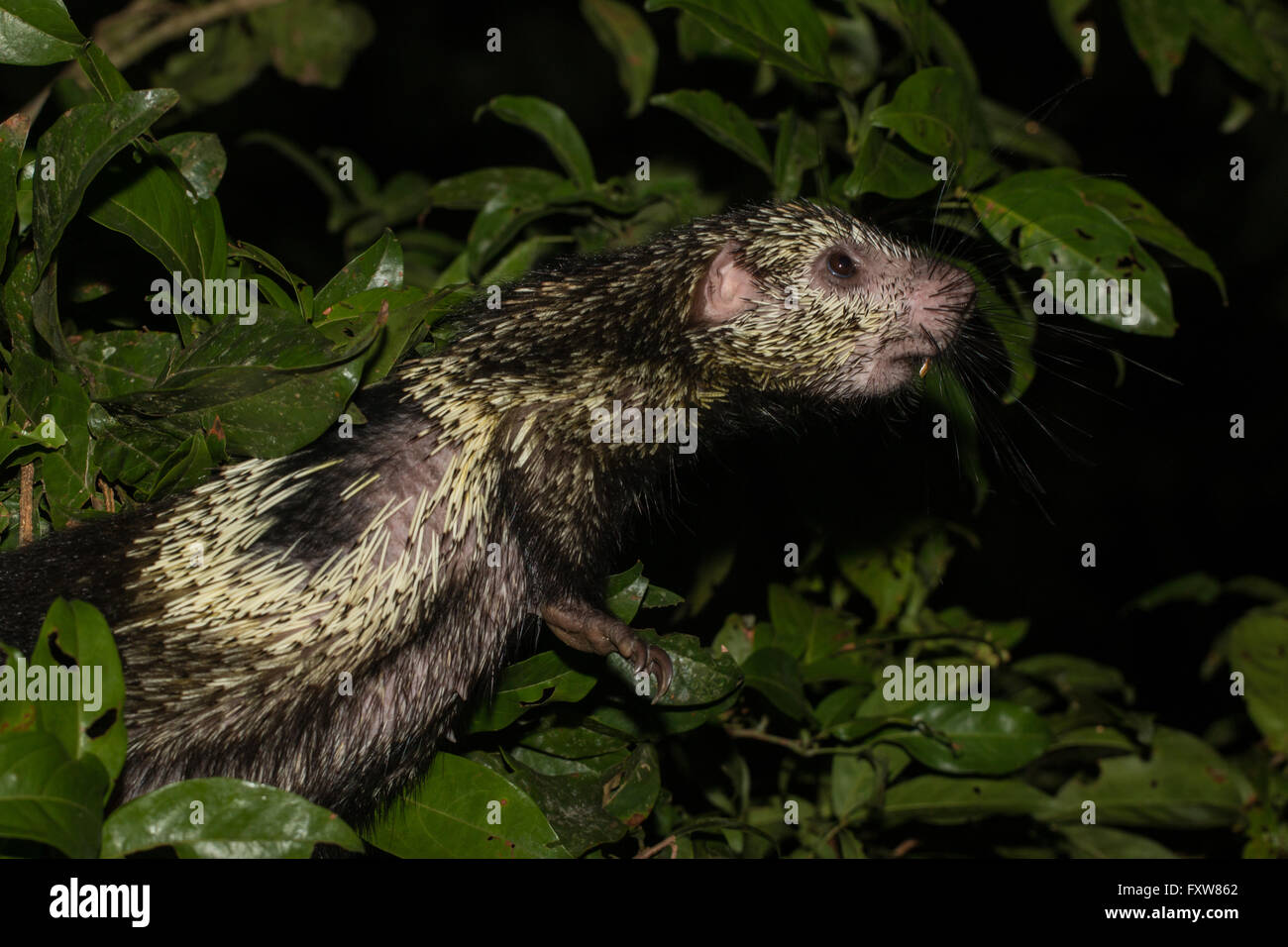 Sphiggurus mexicanus hi-res stock photography and images - Alamy
