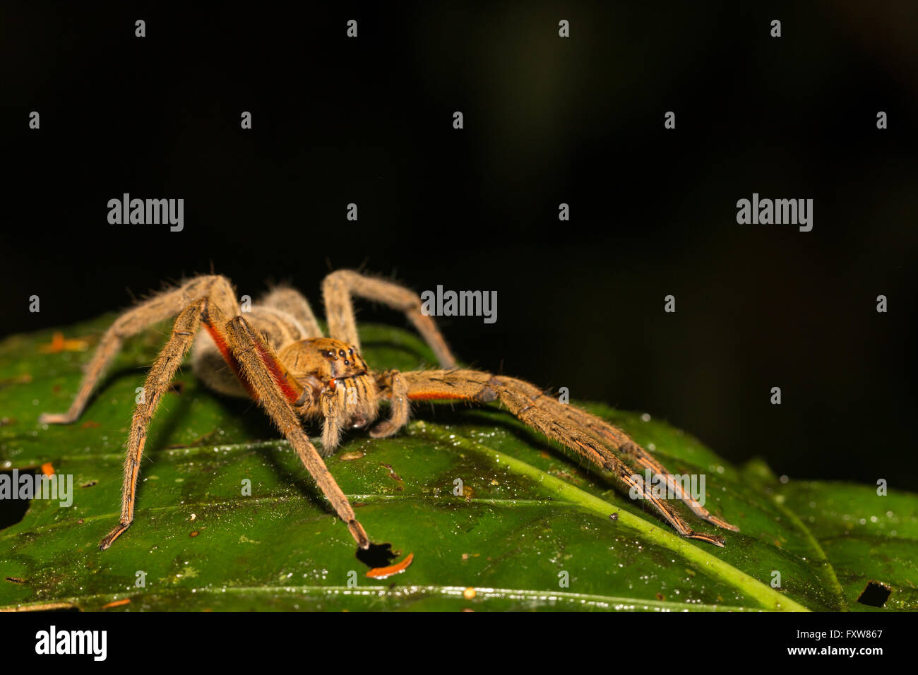 Large jungle spider, Costa Rica Stock Photo - Alamy