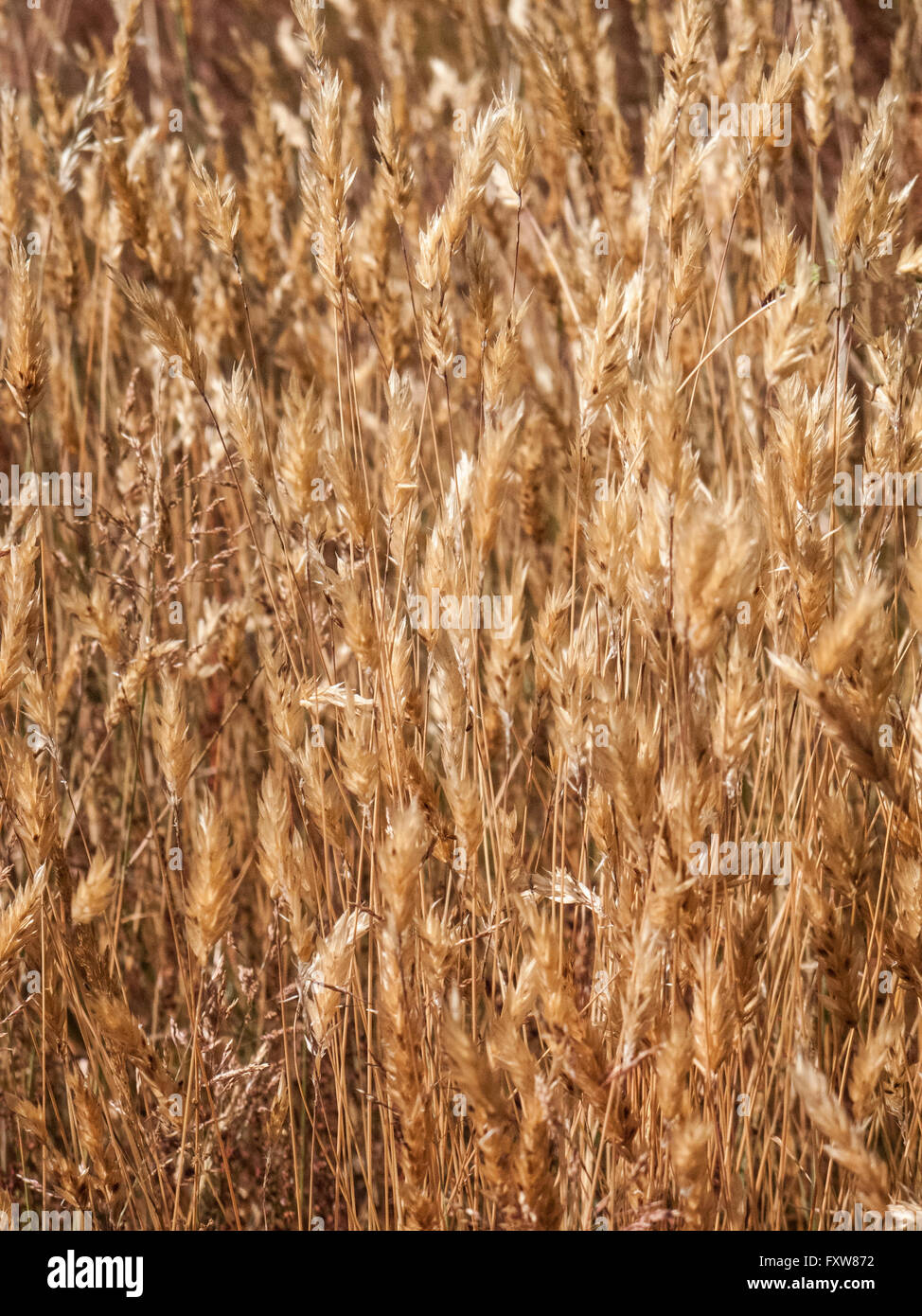 Grass and heath hi-res stock photography and images - Alamy