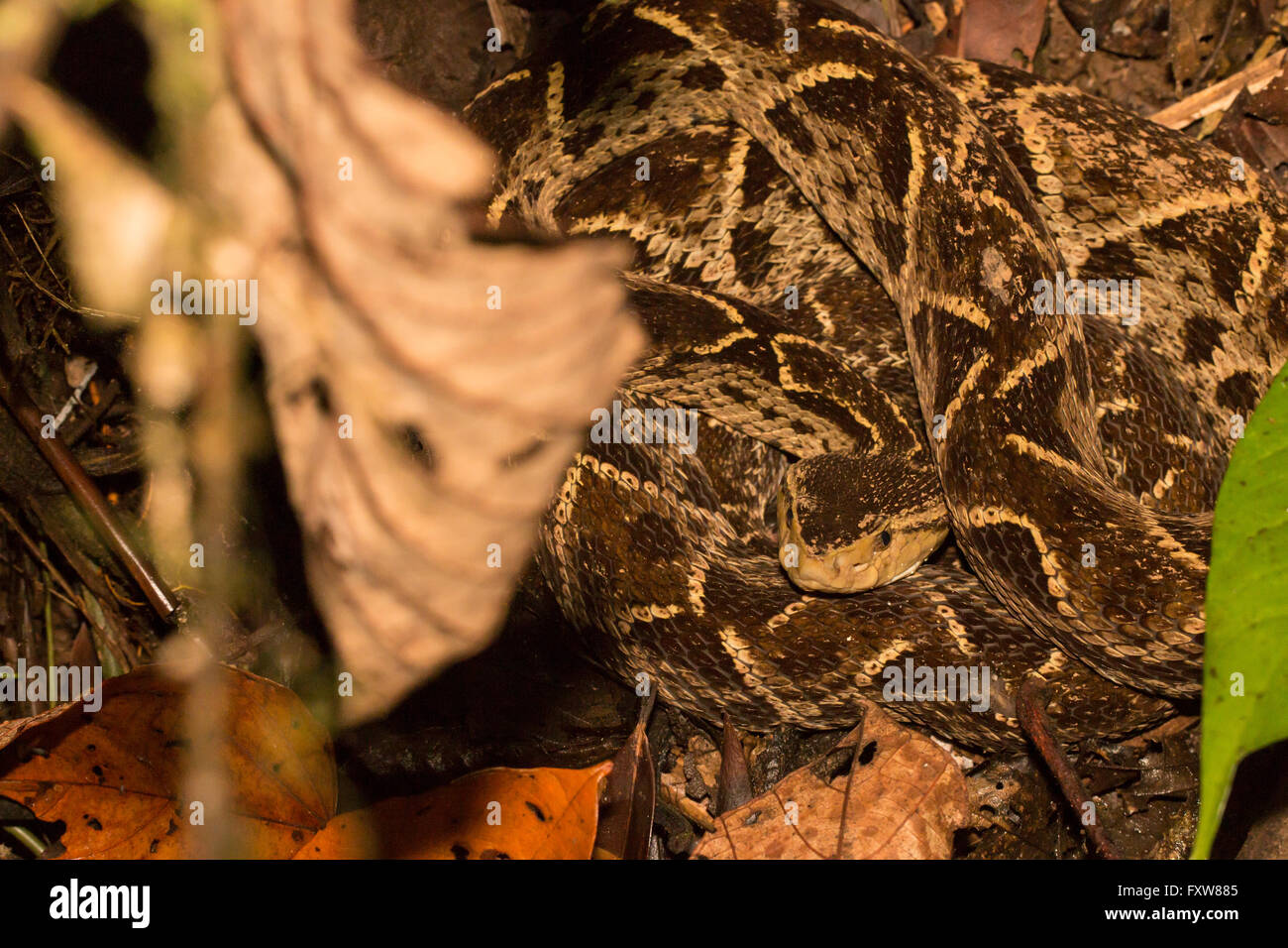 Lancehead snake bothrops asper hi-res stock photography and images - Alamy