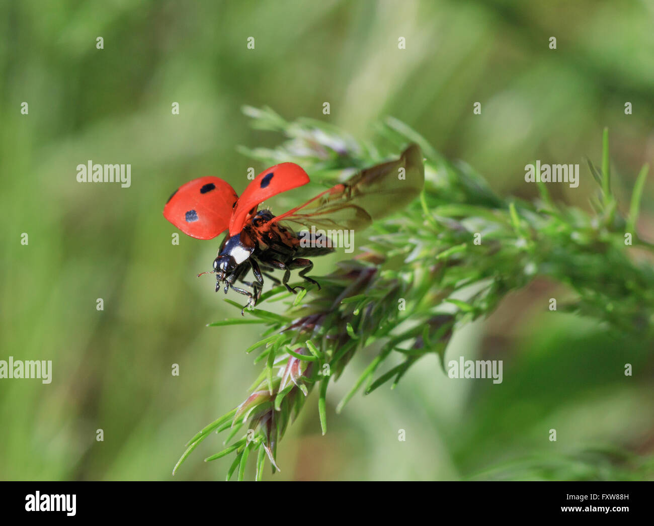 Ladybug Flying