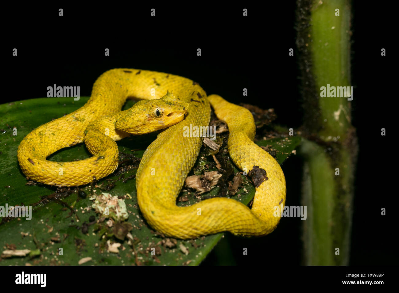 Yellow eyelash viper - Bothriechis schlegelii Stock Photo - Alamy
