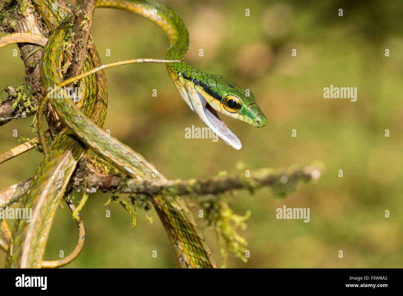Leptophis nebulosis (Oliver's parrot snake) mouth gaping defensive ...