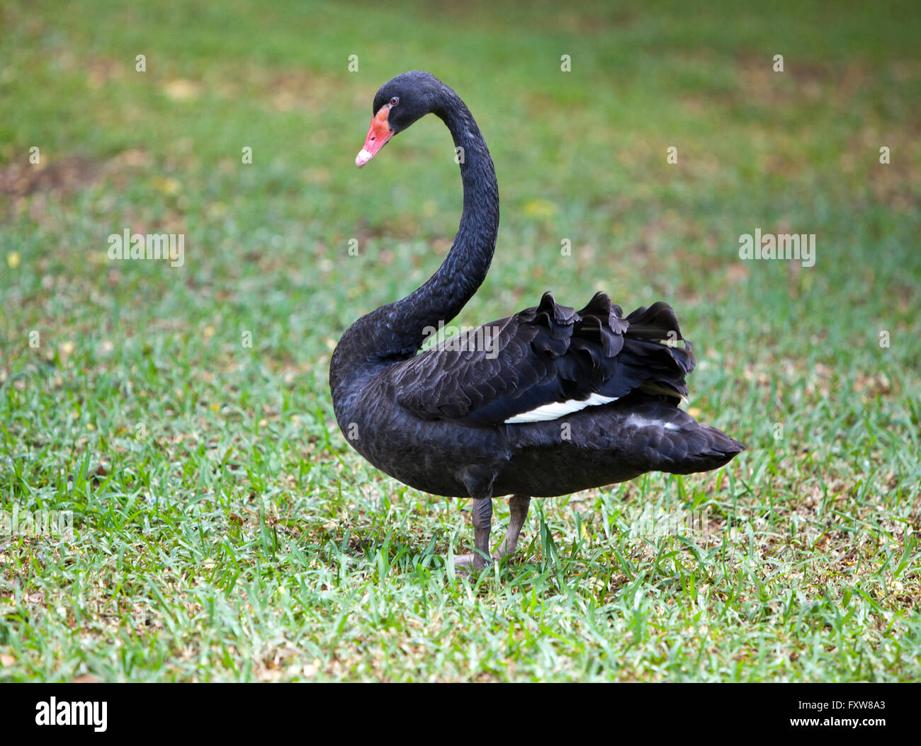 Swan black silhouette hi-res stock photography and images - Alamy