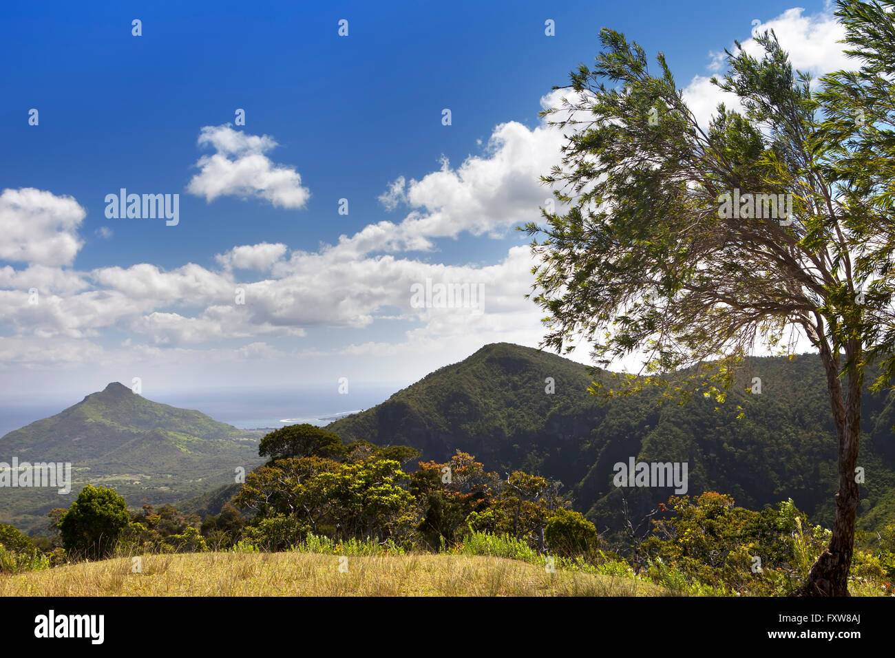Nature of Mauritius. Wood and mountains Stock Photo - Alamy
