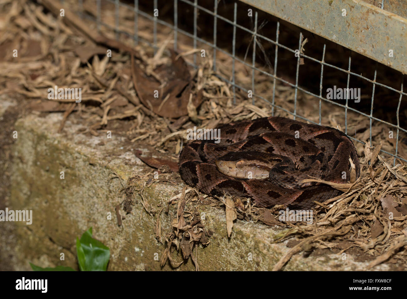 Lancehead snake bothrops asper hi-res stock photography and images - Alamy