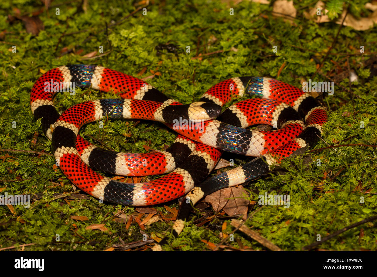 Allen's Coral Snake - Micrurus alleni Stock Photo - Alamy