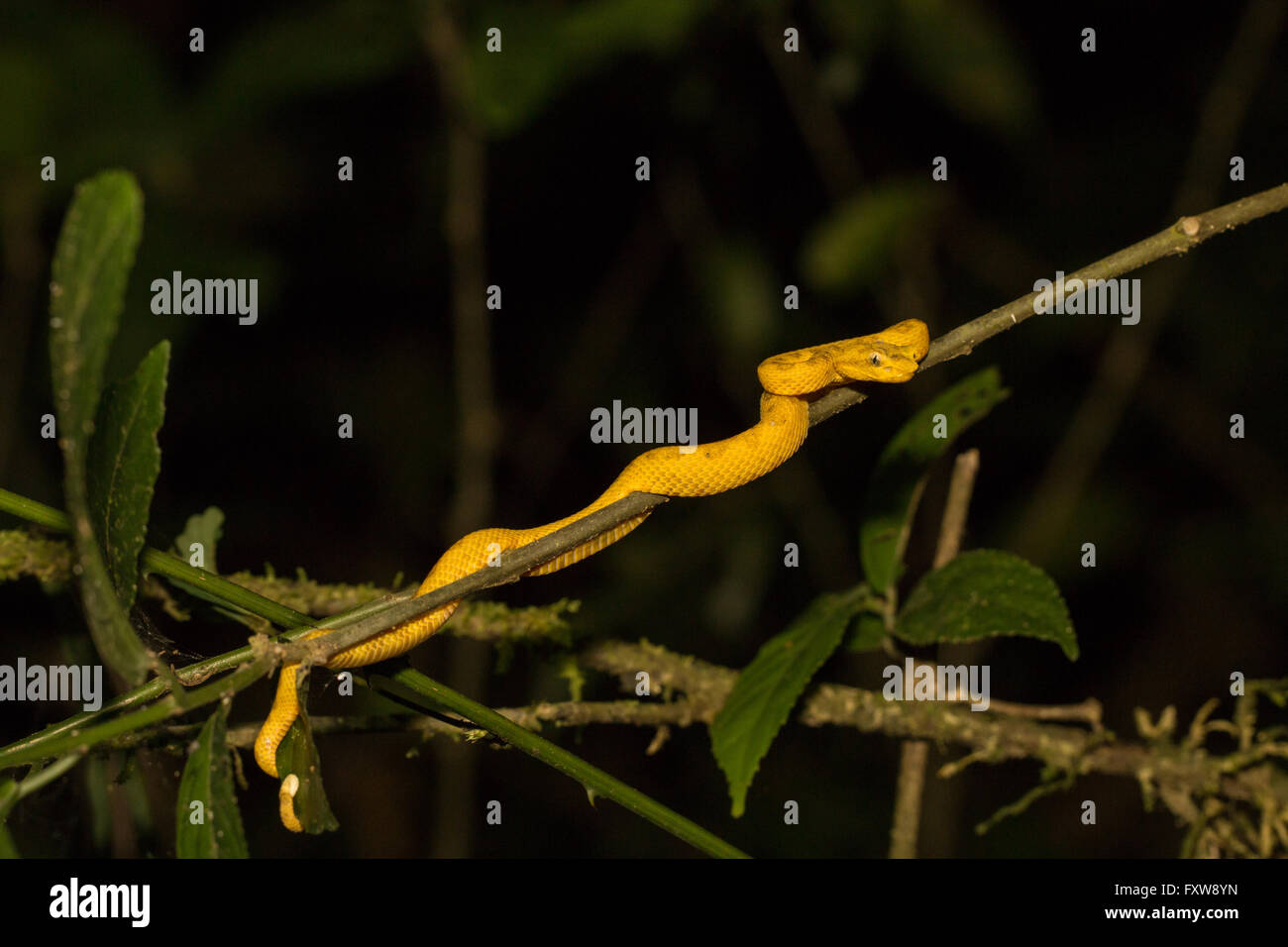Yellow eyelash viper - Bothriechis schlegelii Stock Photo - Alamy
