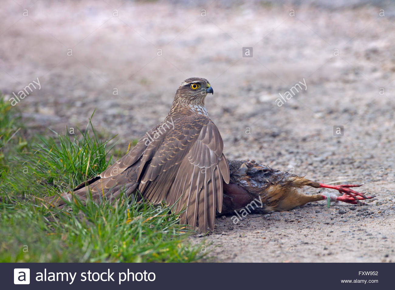 Female Partridge Stock Photos & Female Partridge Stock Images - Alamy