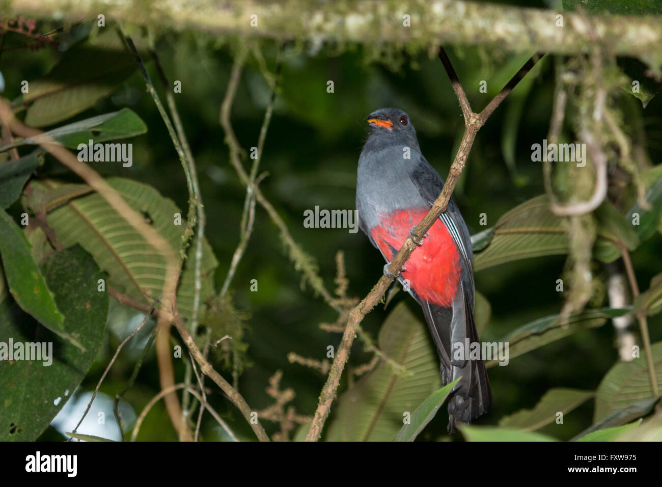 Female slaty tailed trogon hi-res stock photography and images - Alamy