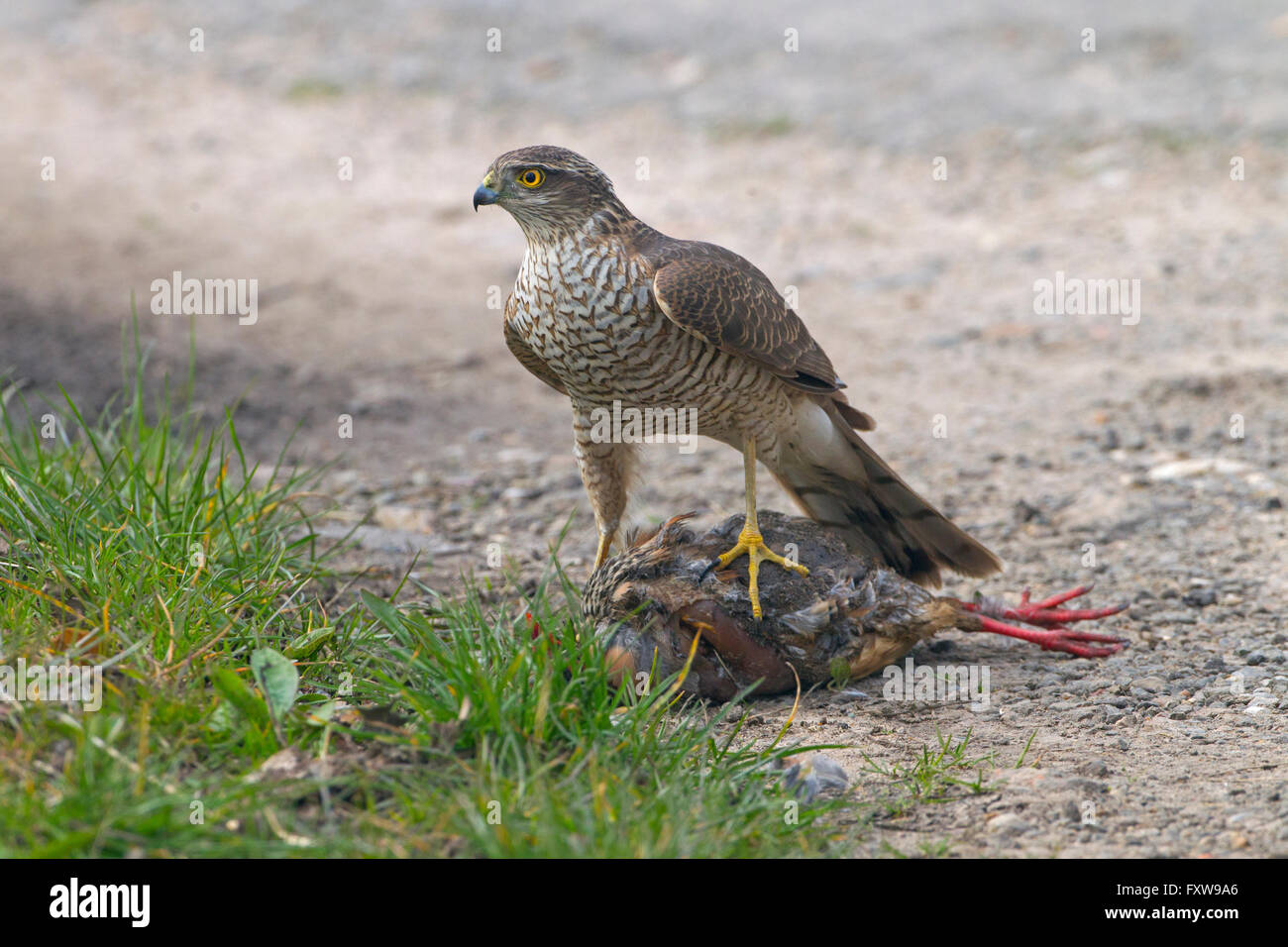 Sparrow Hawk Red