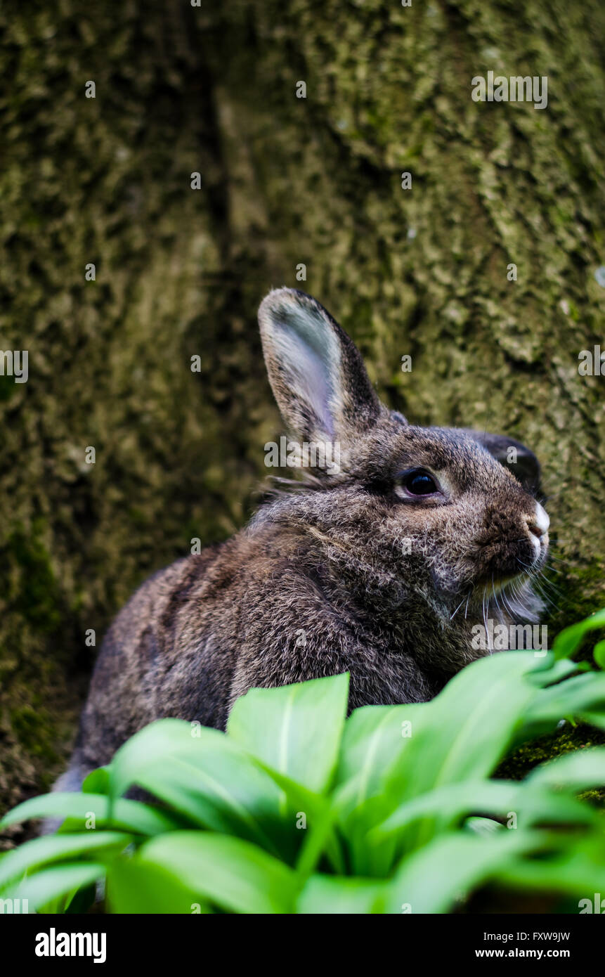 cute gray rabbit pet in nature Stock Photo - Alamy