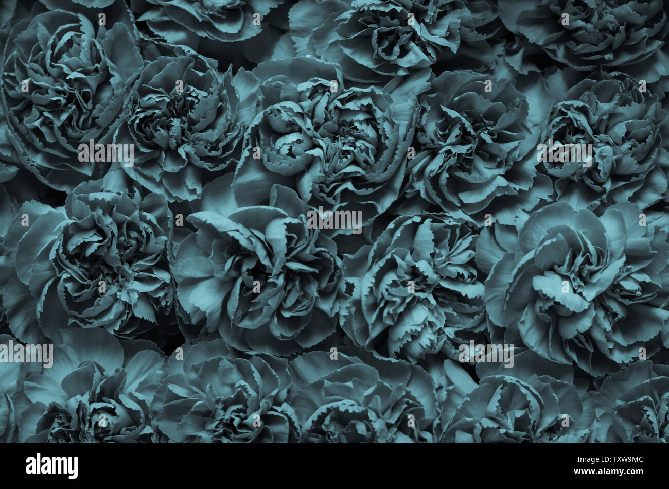 Blue carnation hi-res stock photography and images - Alamy