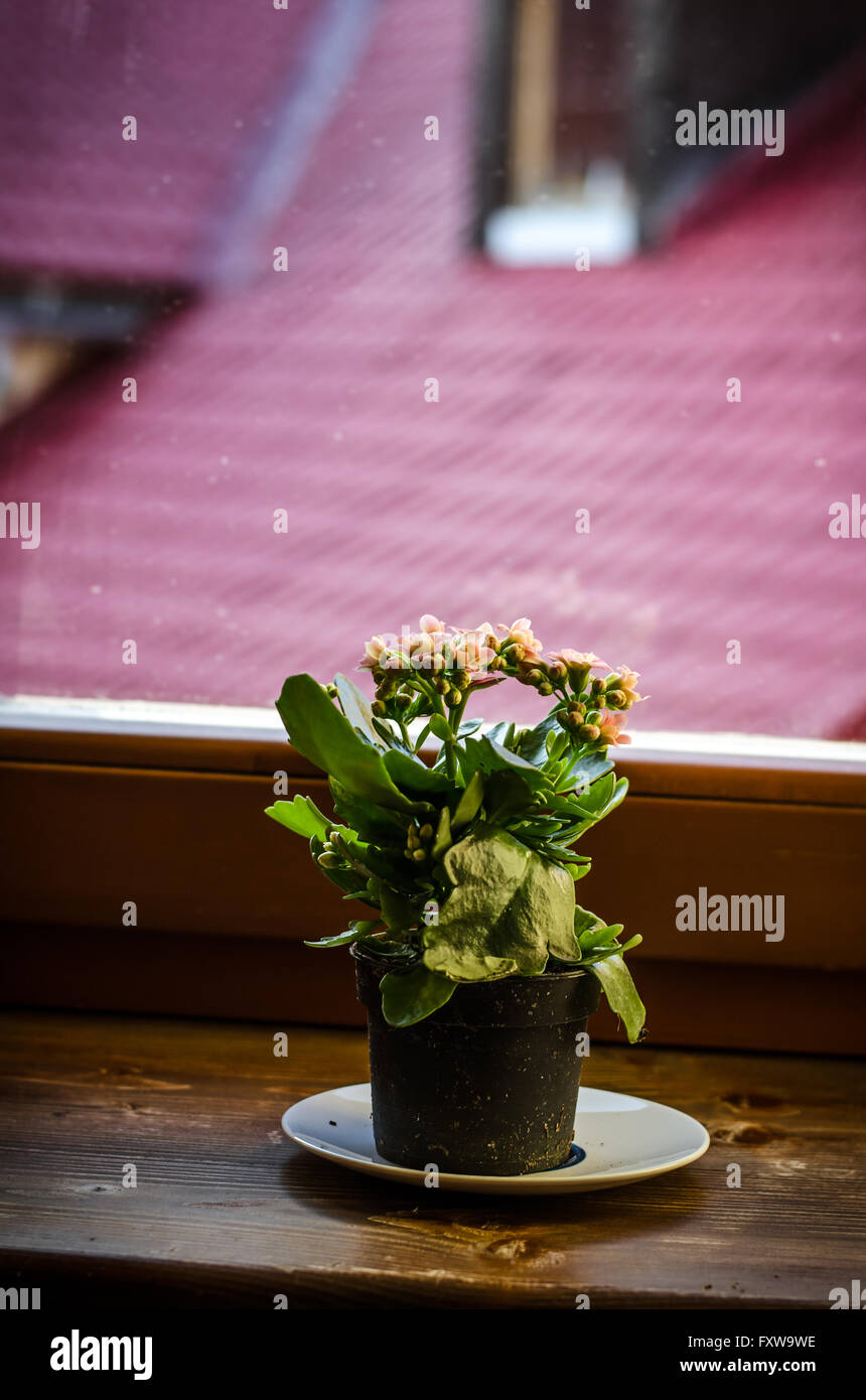 flower with green leaves in pot in window Stock Photo - Alamy