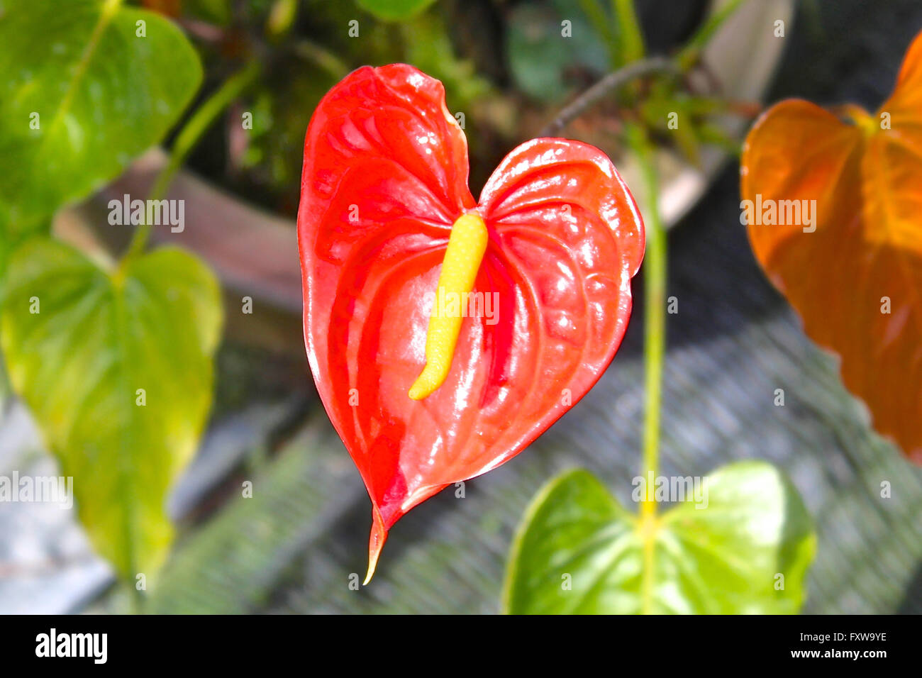 Blooming bright red tropical flower, Thailand, Southeast Asia Stock ...