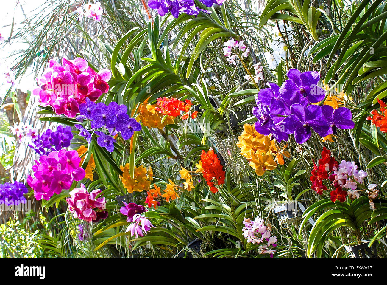Blooming gorgeous garden of orchids in a greenhouse, Thailand Stock ...
