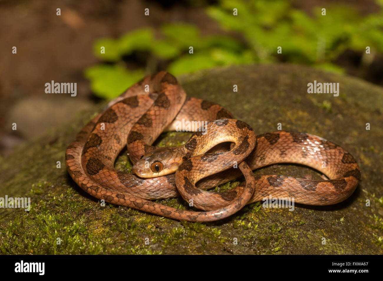 Leptodeira septentrionalis (Northern Cat-eyed snake Stock Photo - Alamy