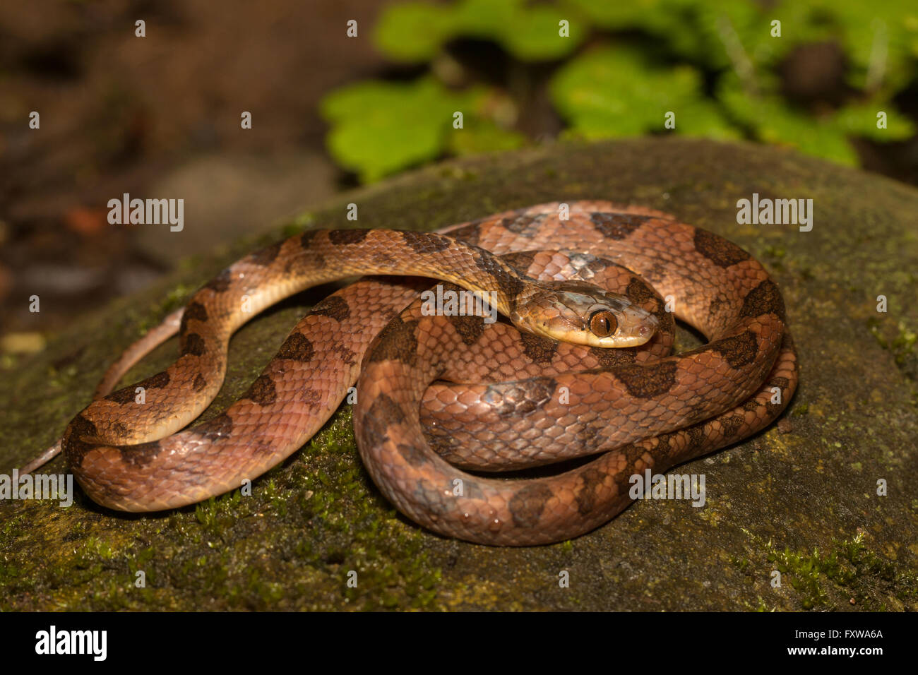 Leptodeira septentrionalis (Northern Cat-eyed snake Stock Photo - Alamy