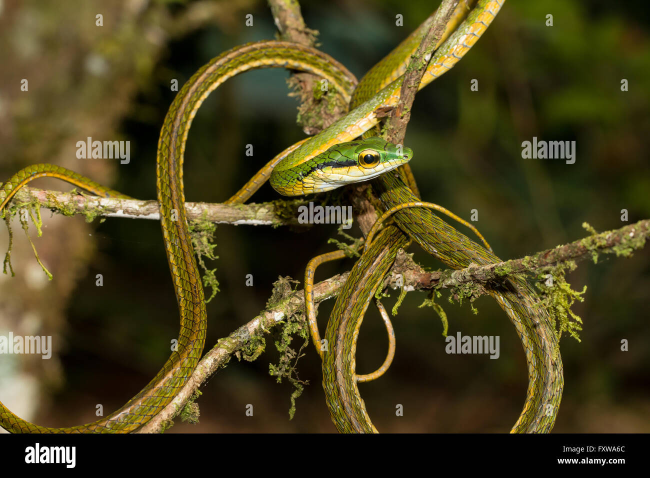 Leptophis nebulosis (Oliver's parrot snake Stock Photo - Alamy