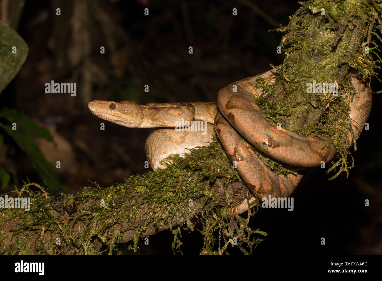 Annulated tree boa - Corallus annulatus climbing a vine Stock Photo - Alamy