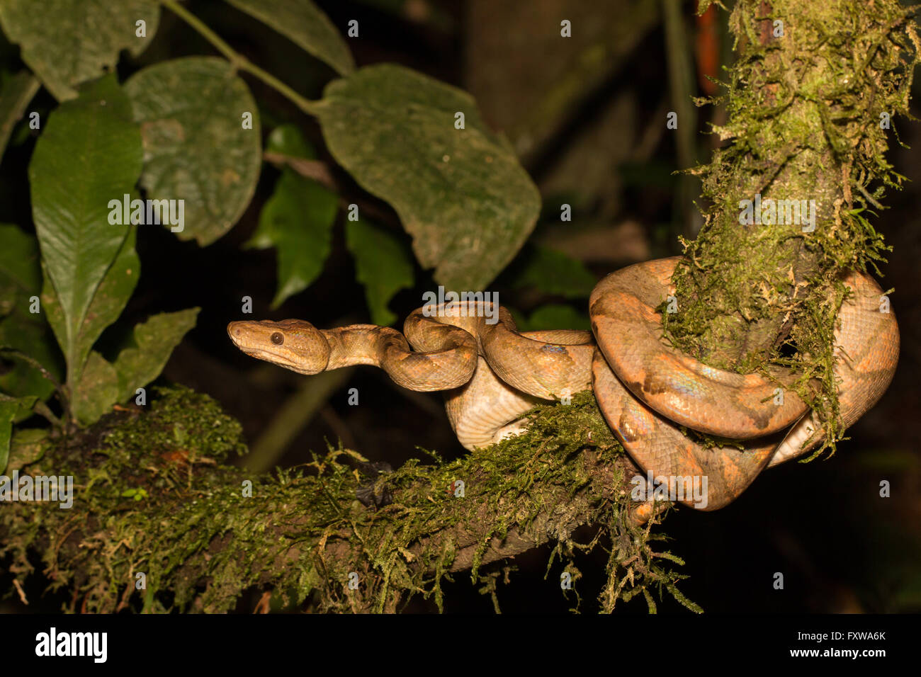 Annulated tree boa - Corallus annulatus climbing a vine Stock Photo - Alamy