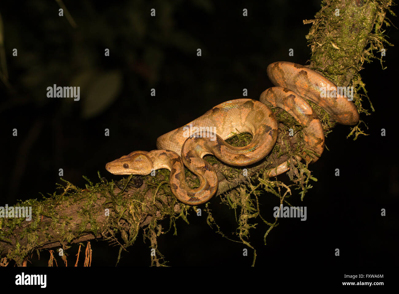 Annulated tree boa - Corallus annulatus climbing a vine Stock Photo - Alamy
