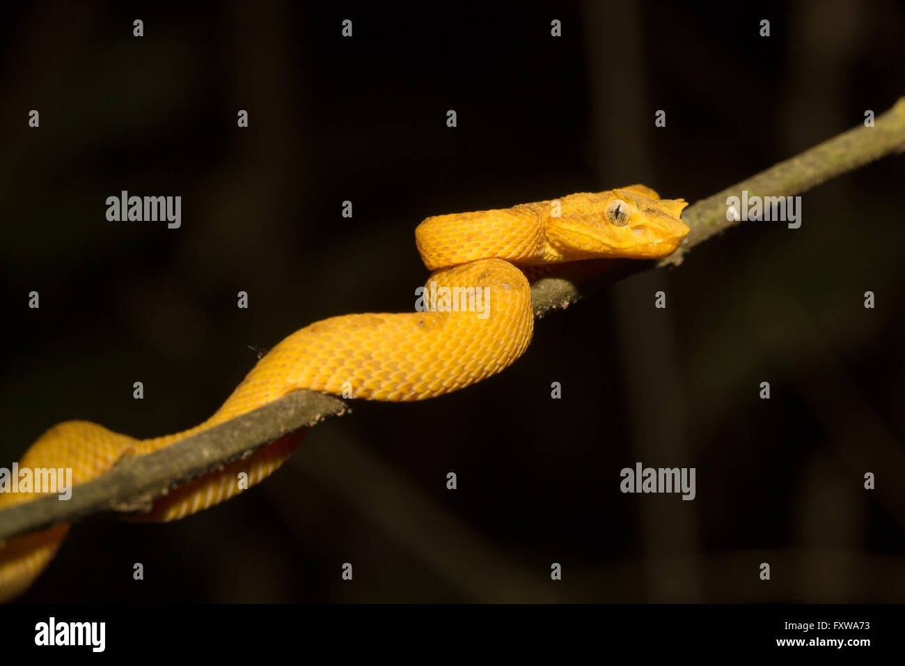Yellow eyelash viper - Bothriechis schlegelii Stock Photo - Alamy