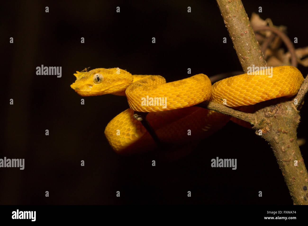 A beautiful yellow-phase eyelash viper - Bothriechis schlegelii Stock ...