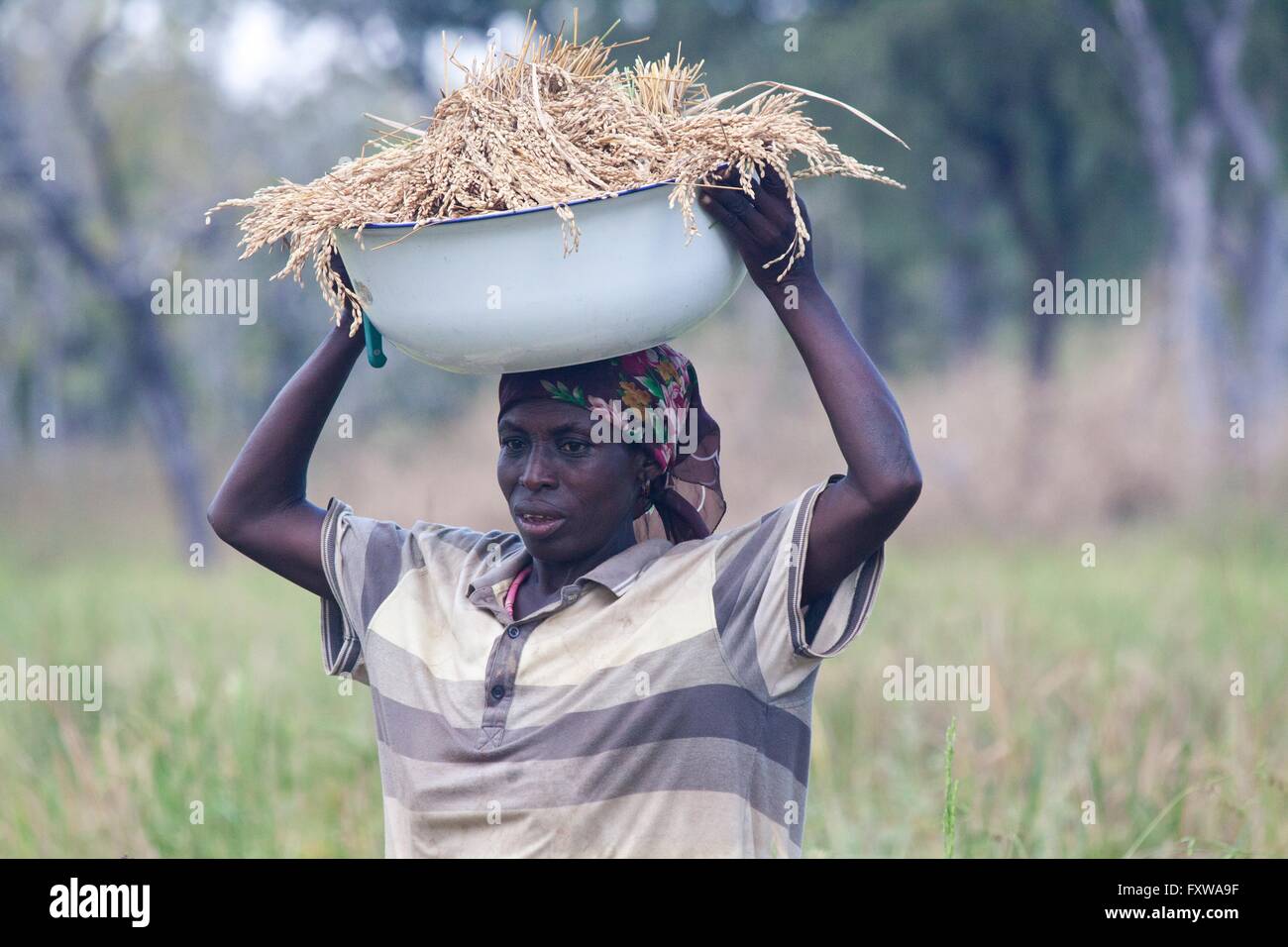 Growing rice in ghana hi-res stock photography and images - Alamy