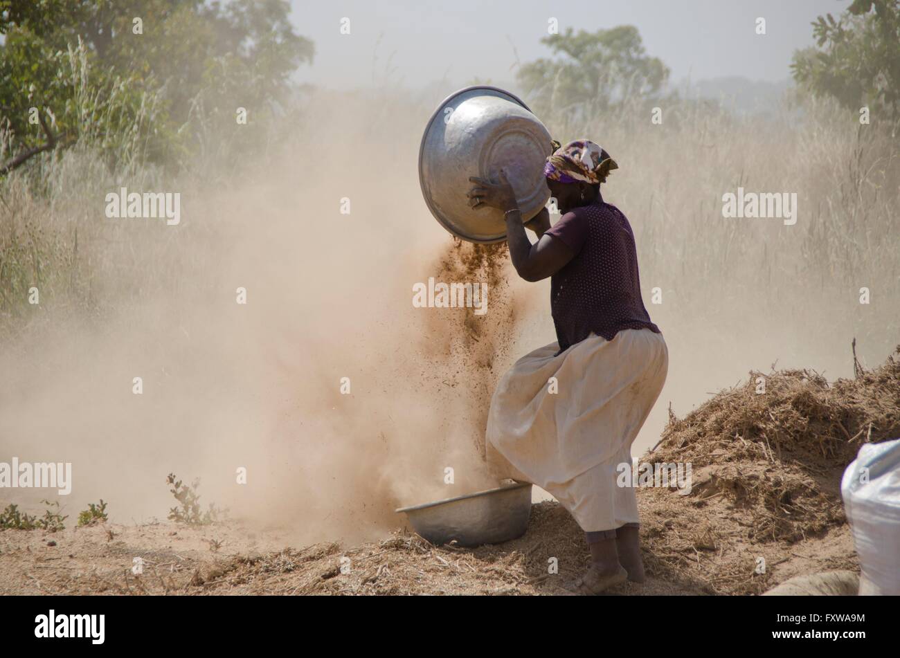 A woman winnowing soy beans by hand on Kharma Soya Farm in Wapoli ...