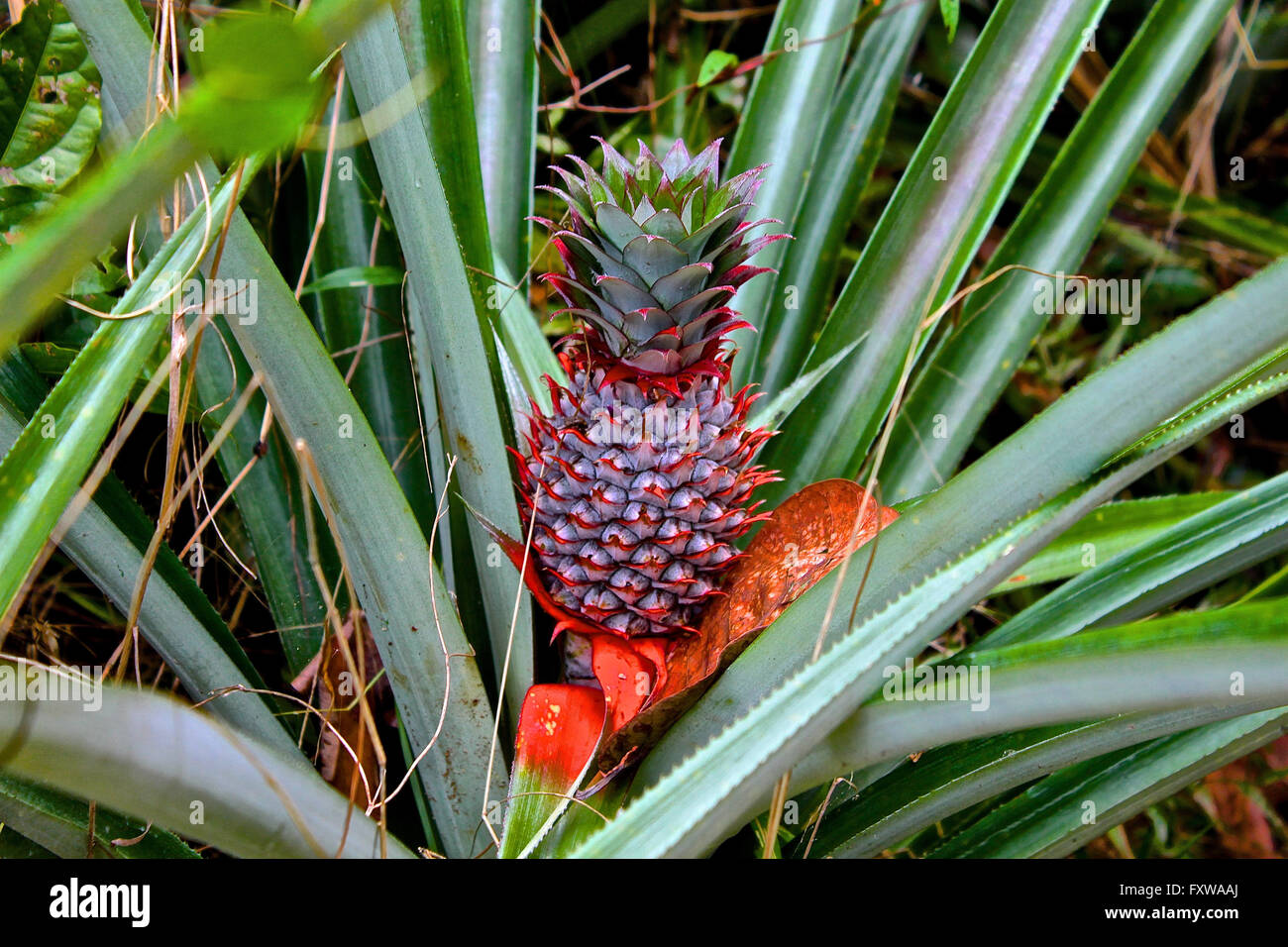 ordinary pineapple growing like grass, Koh Samui, Thailand Stock Photo ...