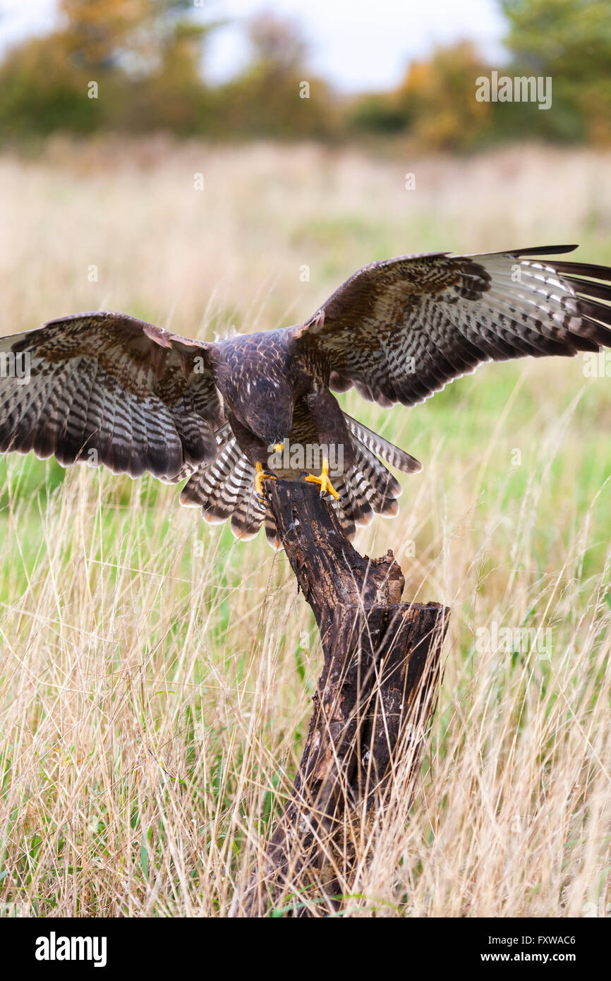 Wild buzzard bird of prey landing on an old tree branch in the ...