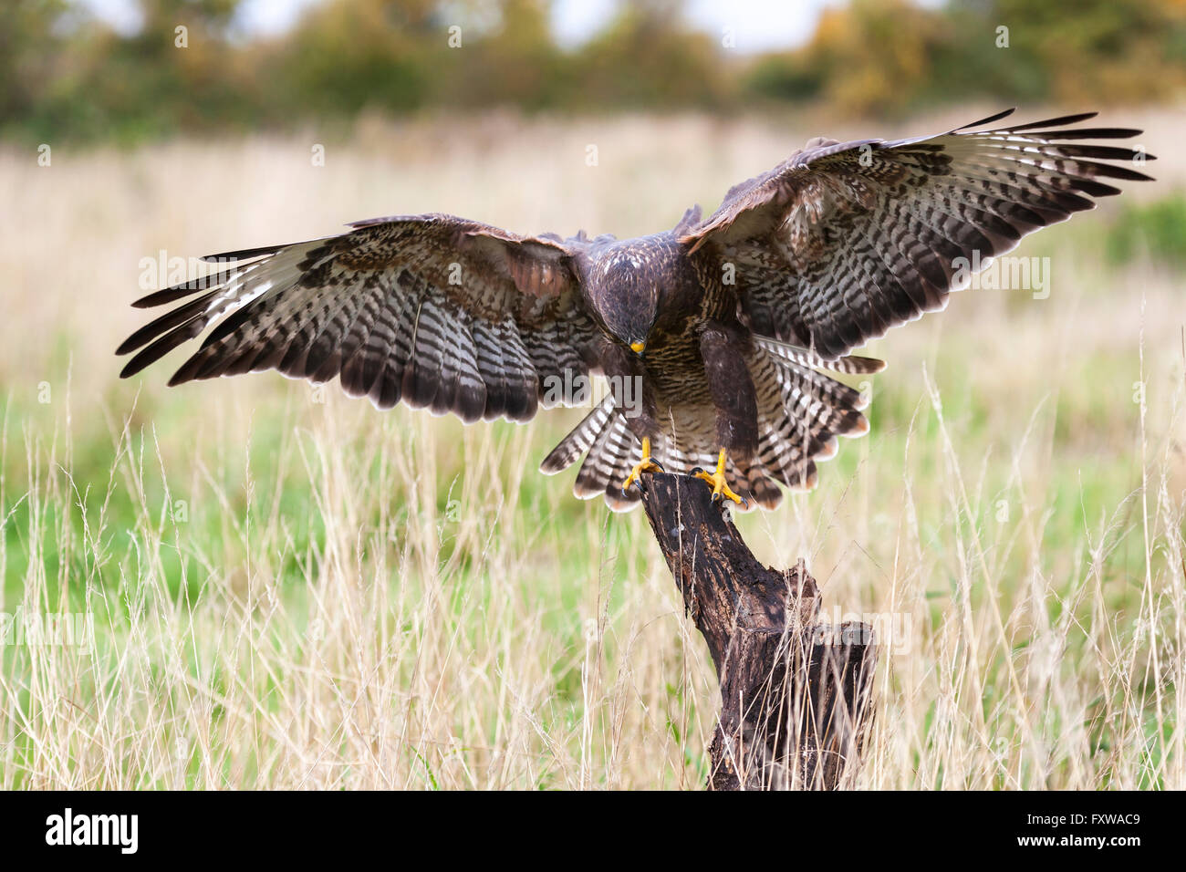Wild buzzard bird of prey landing on old tree branch in the countryside ...